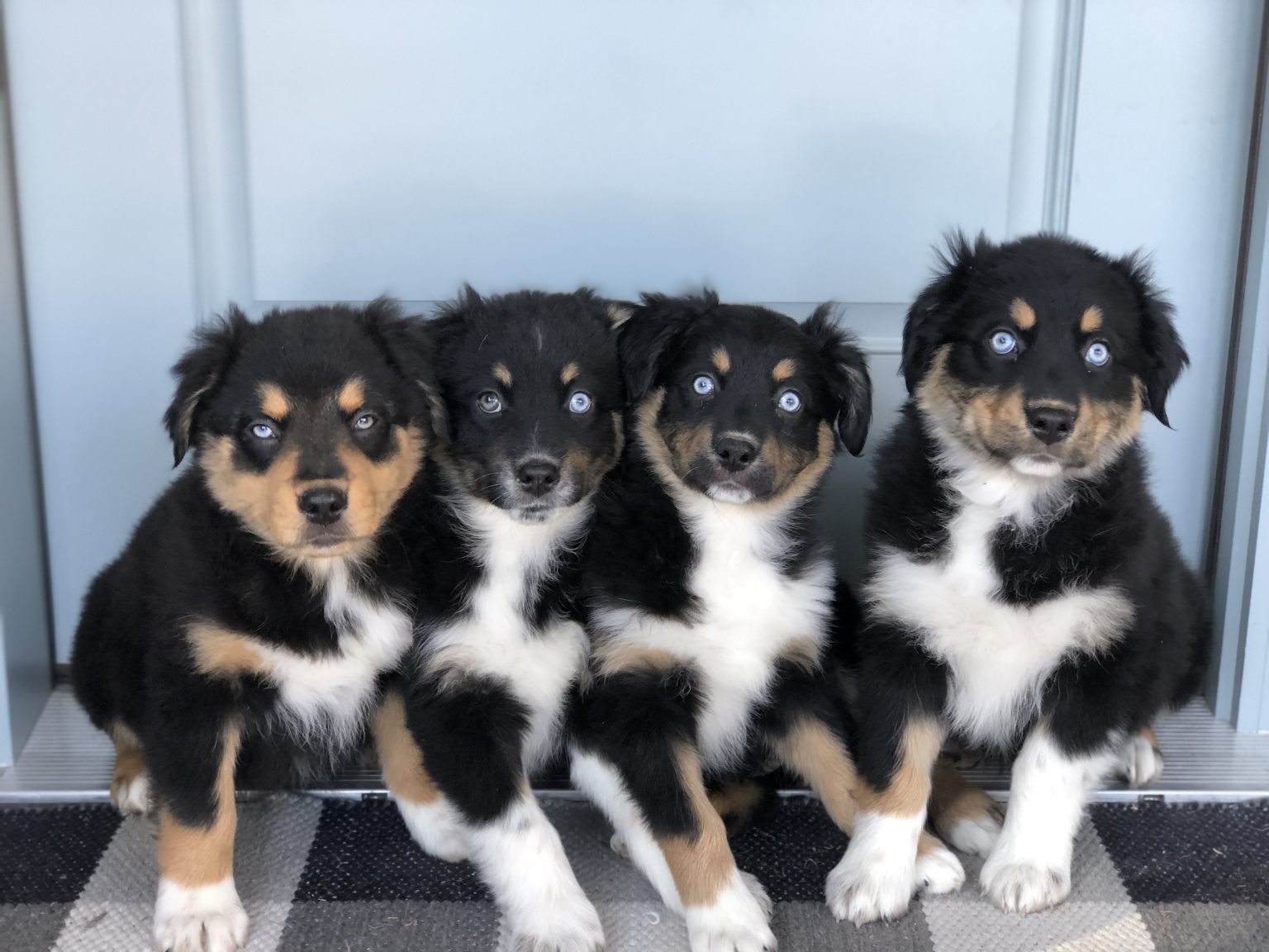 best-australian-shepherd-breeders - Canyon Creek Aussies