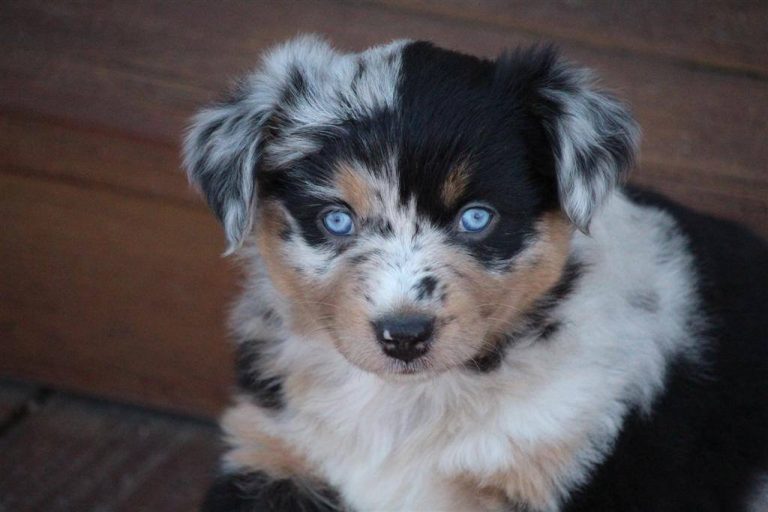 split-face-australian-shepherd - Canyon Creek Aussies