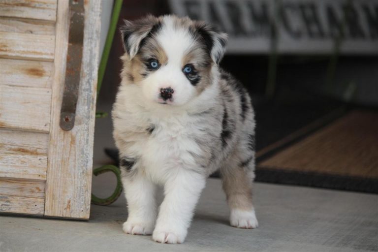 australian-shepherd-breeder-in-arizona - Canyon Creek Aussies