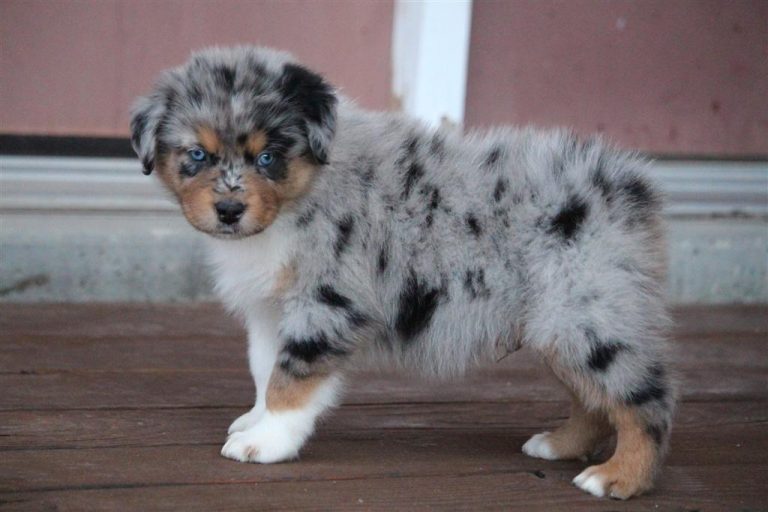 Australian-Shepherd-Breeder-In-Arizona - Canyon Creek Aussies