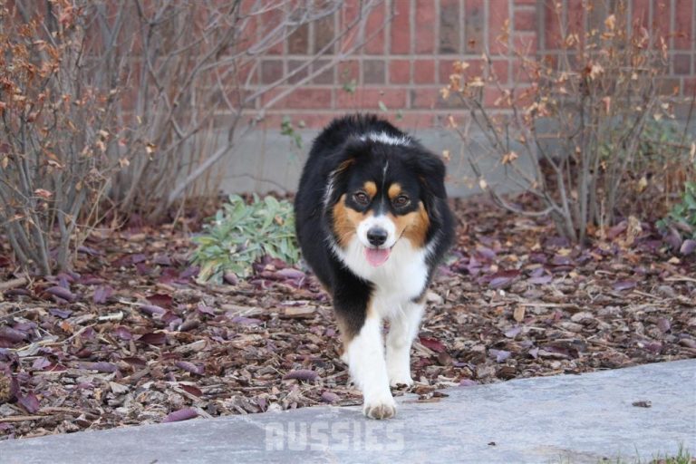 Black Tri Australian Shepherd - Canyon Creek Aussies
