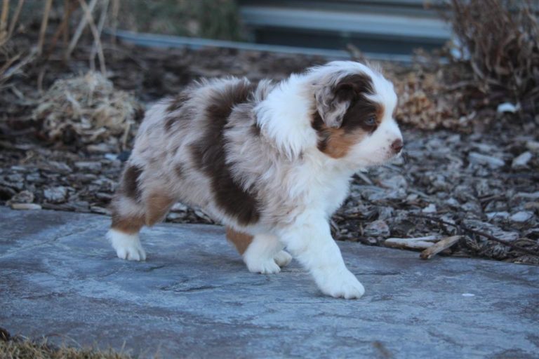 red-merle-aussie-puppy - Canyon Creek Aussies